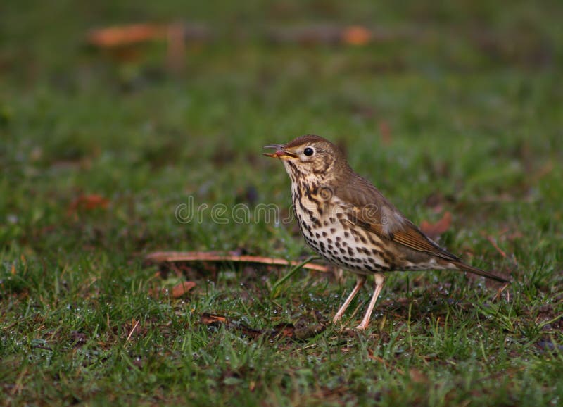 Tordo immagine stock. Immagine di mangi, becco, uccelli - 2093029