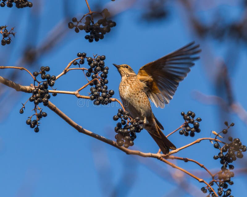 Tordo imagem de stock. Imagem de bagas, wildlife, nave - 47029335