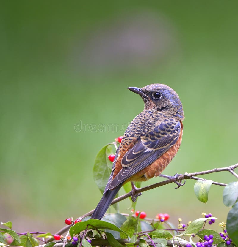 Tordo Blanco-throated De La Roca Imagen de archivo - Imagen de ...