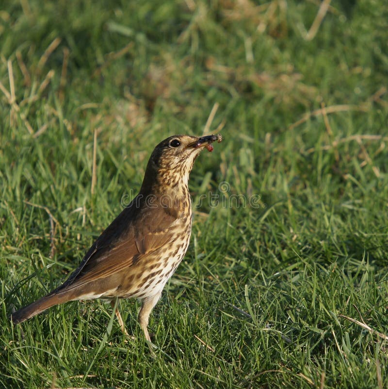 Nestlings do tordo foto de stock. Imagem de nave, fora - 1734936