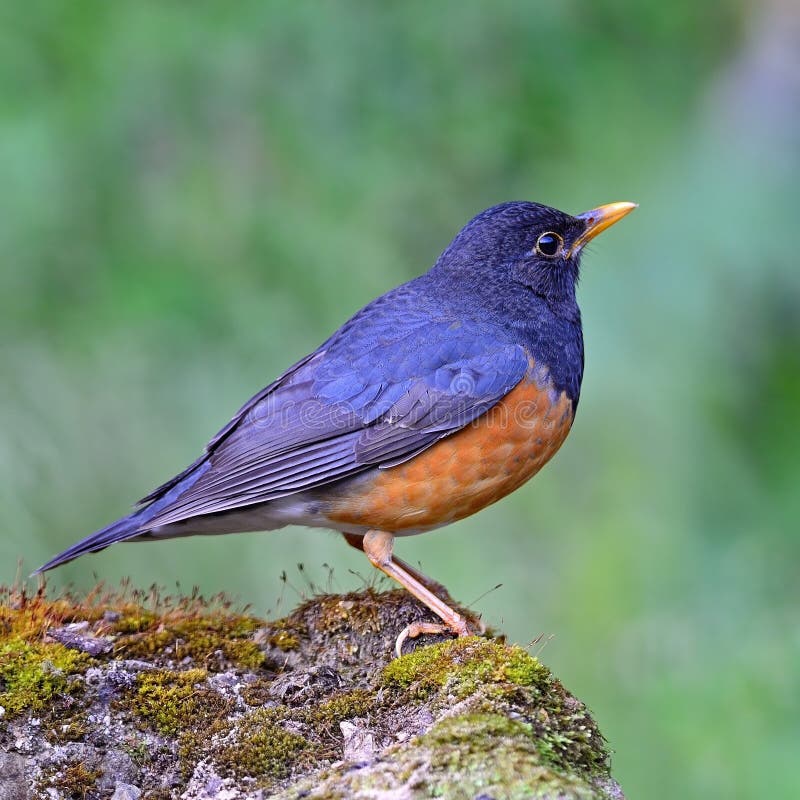 Tordo Negro-breasted Masculino Foto de archivo - Imagen de pluma, varón ...