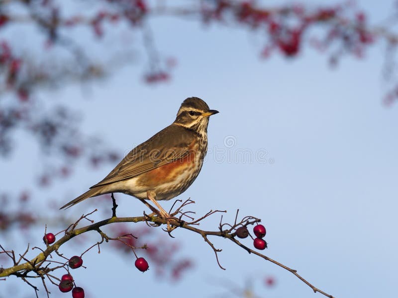 Tordo Pisco, Iliacus Do Turdus Foto de Stock - Imagem de animal ...