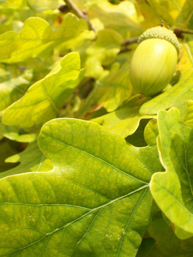 Eichelbaum Mit Dem Eichelwachsen Stockbild - Bild von eichelwachsen ...