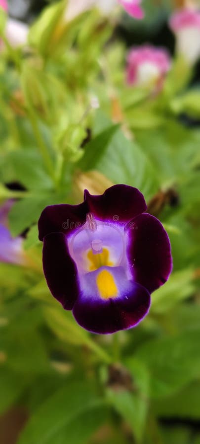 Torenia Catalina, a Beautiful Tiny Flower Stock Photo - Image of flower, catalina: 376052696