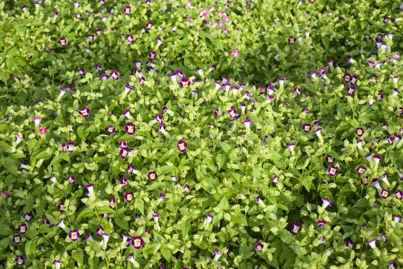 Torenia flower stock image. Image of botany, delicate - 46260859