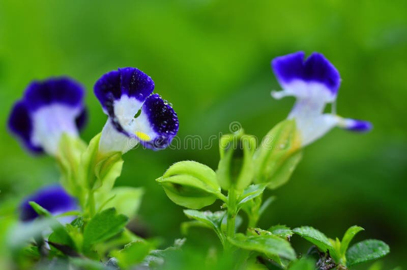 Torenia Wishbone Flower stock image. Image of insect - 204970025