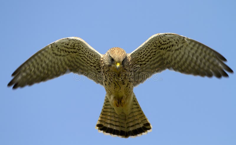 Torenvalk stock foto. Image of nave, schepsel, torenvalk - 20611044