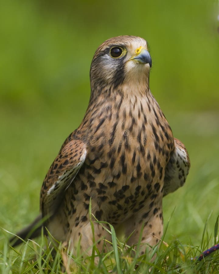 Torenvalk stock foto. Image of vogel, roofvogel, valkerij - 2764678