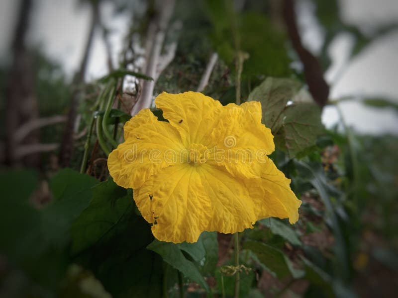 648 Tori Flower Stock Photos - Free & Royalty-Free Stock Photos from ...