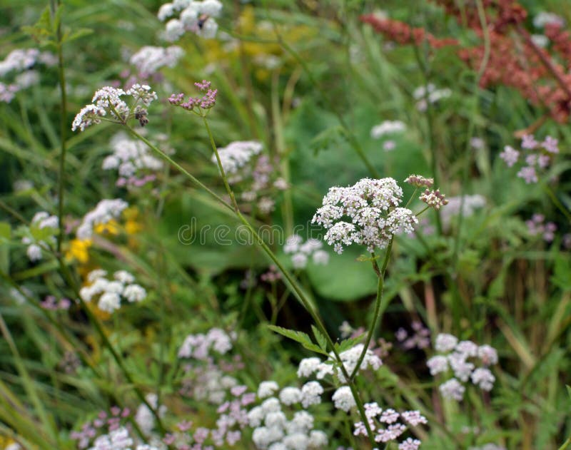 Torilis Japonica Grows in the Wild Stock Photo - Image of medicine ...