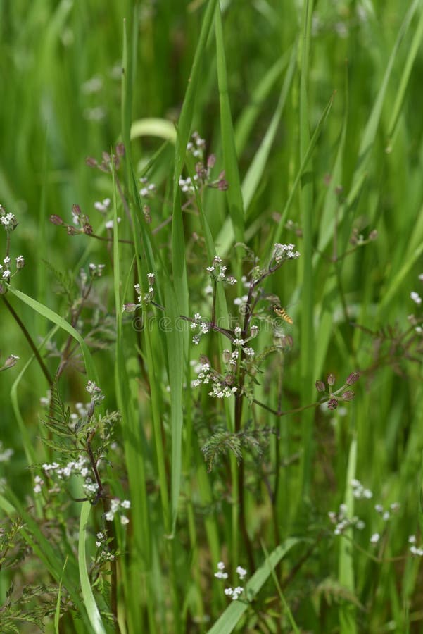 Torilis scabra stock photo. Image of leaves, leaf, colorful - 146594634