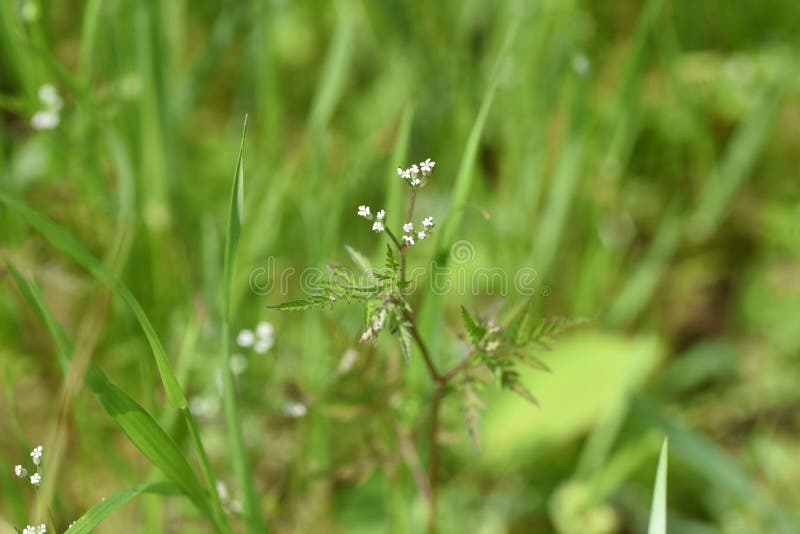 Torilis scabra stock image. Image of background, beauty - 146594645