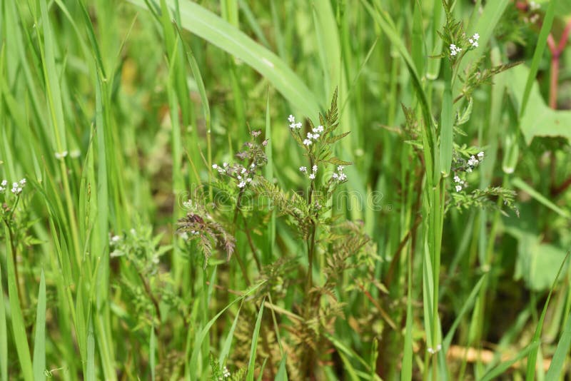 Torilis scabra stock photo. Image of botany, environment - 146594664