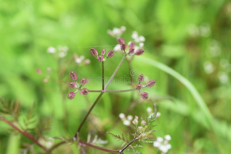 Torilis scabra stock image. Image of botany, beauty - 146594677