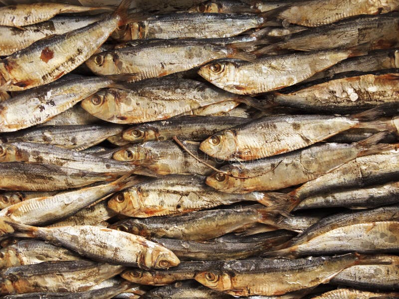 Torkad fisk arkivfoto. Bild av fiskare, netto, skaldjur - 3039532