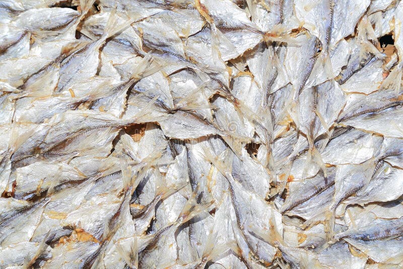 Torkad fisk fotografering för bildbyråer. Bild av bangor - 40726007