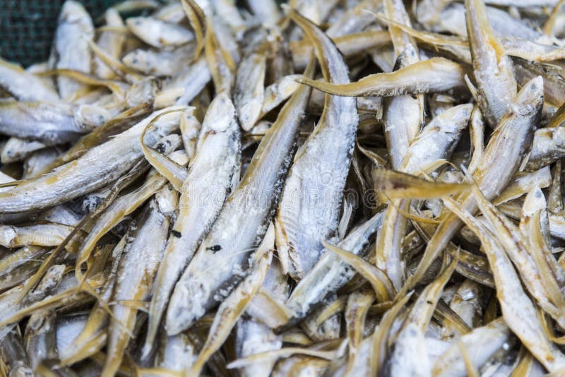 Torkad fisk fotografering för bildbyråer. Bild av lopp - 62795931