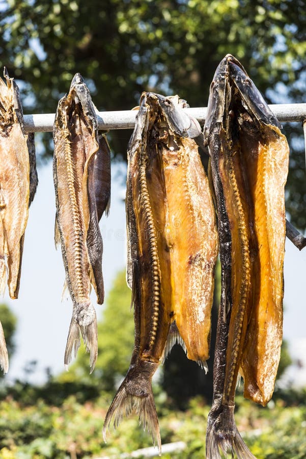 Torkad fisk fotografering för bildbyråer. Bild av lopp - 62795931