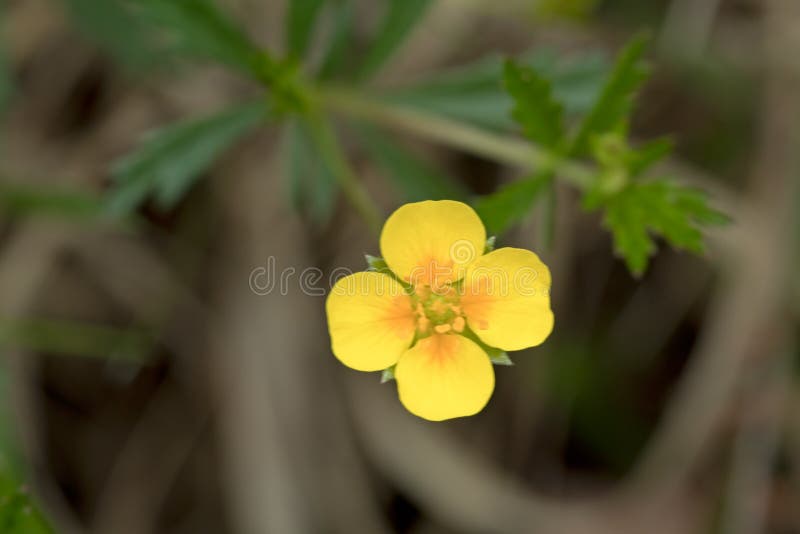 Tormentil, Potentilla Tormentilla Stock Photo - Image of uncultivated ...