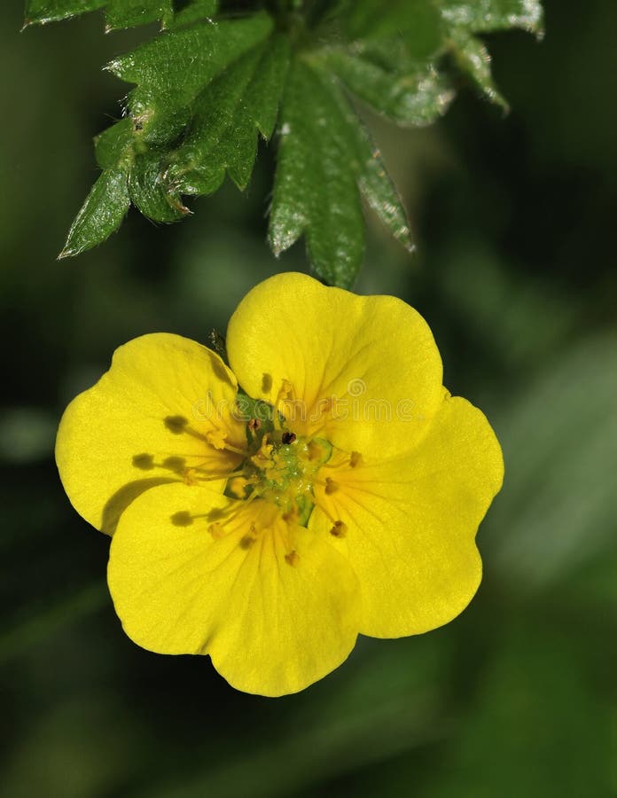 Tormentil stock photo. Image of wildflower, four, spring - 64496350