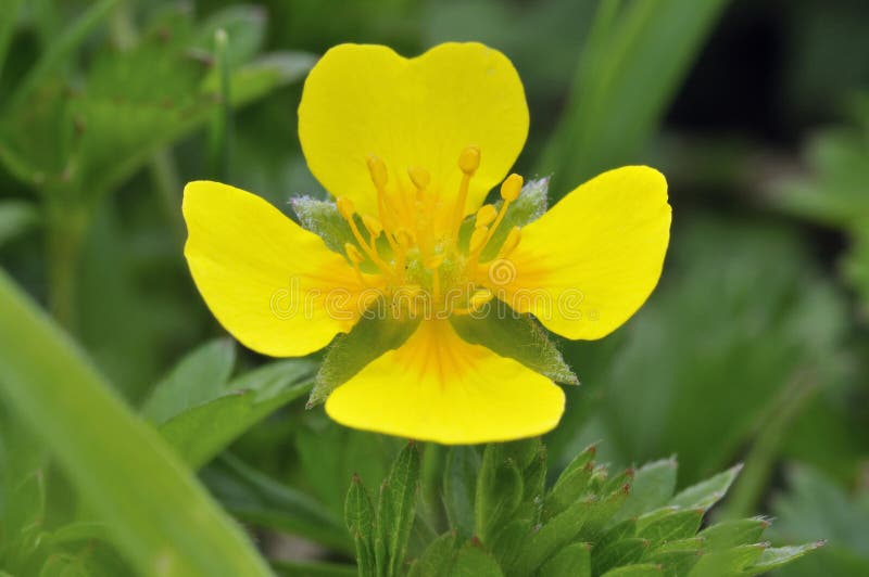 Tormentil stock photo. Image of four, plant, britain - 64496436