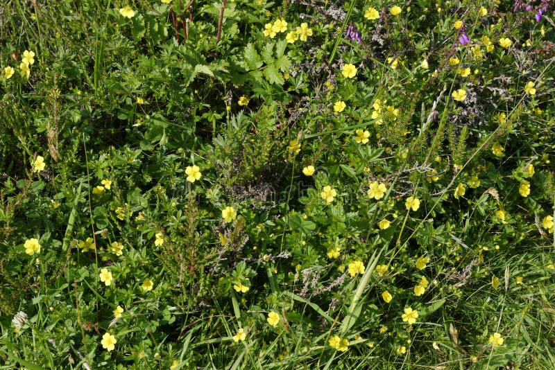 Tormentil, Potentilla Tormentilla Stock Photo - Image of uncultivated ...