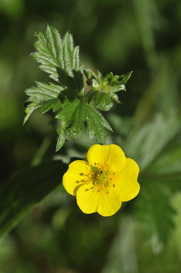 297 Tormentil Stock Photos - Free & Royalty-Free Stock Photos from ...