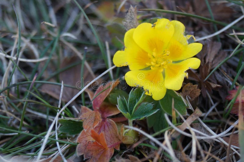 Tormentil, Potentilla Tormentilla Stock Image - Image of uncultivated ...