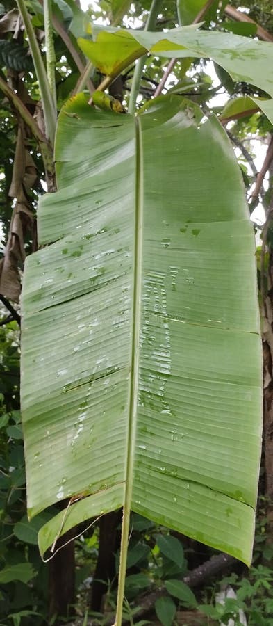 Torn banana leaves stock image. Image of green, indonesia - 309525495