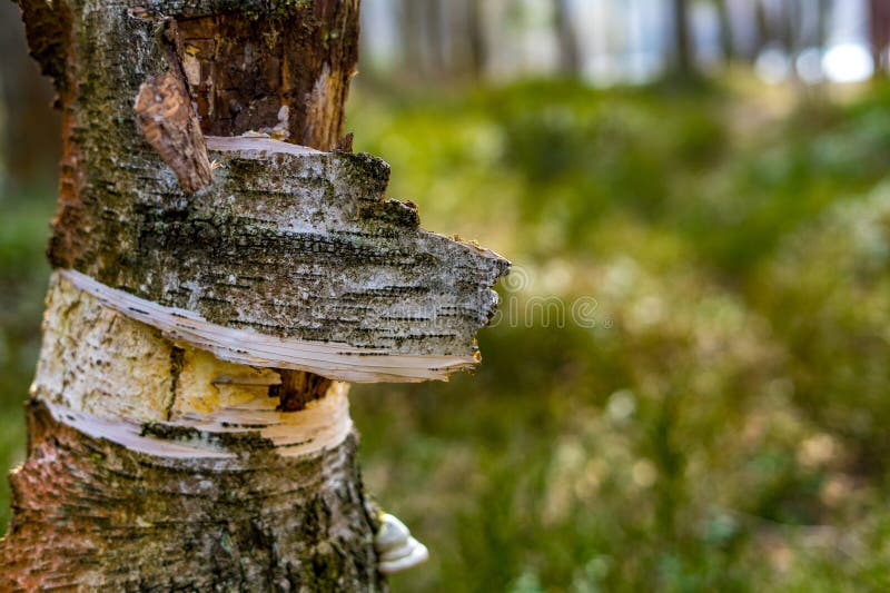 Torn Bark on a Tree in the Forest Stock Image - Image of bark, torn ...