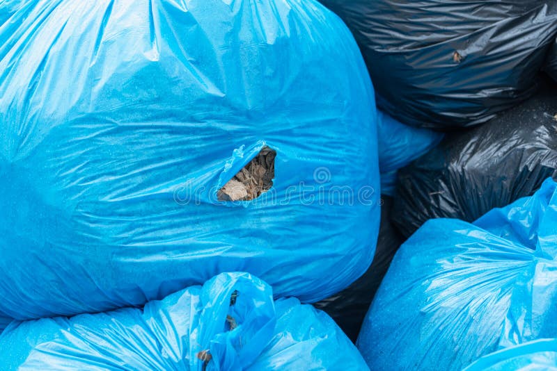 Torn Blue Trash Bag with Leaves Sticking Out of a Hole Stock Photo ...