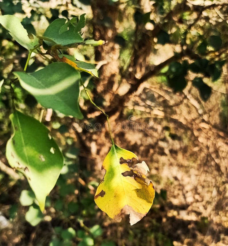 A torn broken leaf stock image. Image of light, broken - 200055227