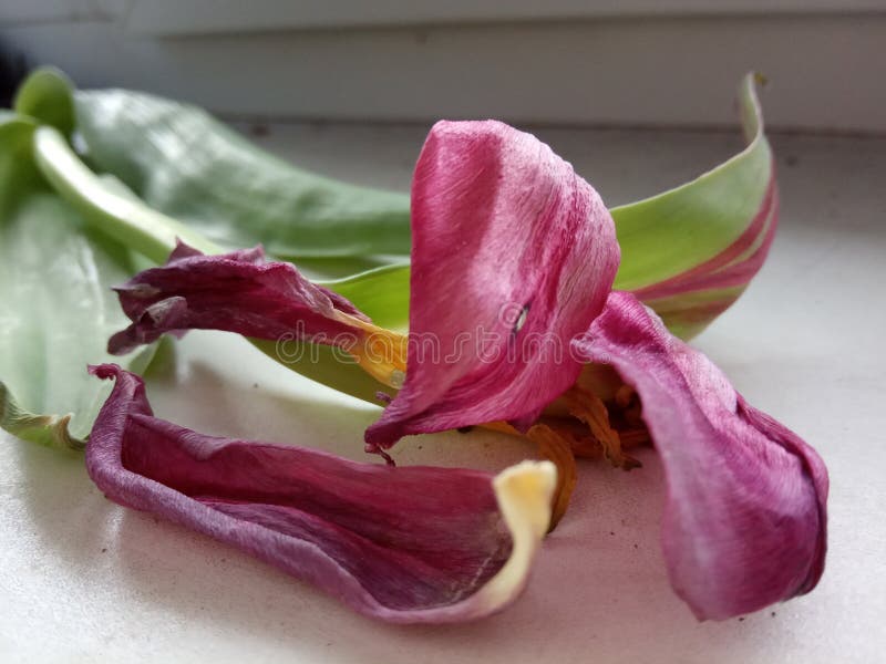 Torn and broken. Petals stock image. Image of windowsill - 227562463