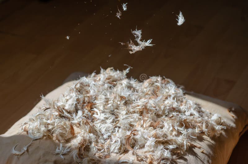 Feather from a Pillow Under a Microscope Stock Image - Image of times ...