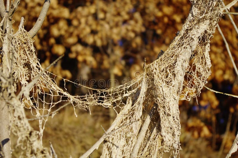 Torn fishnet stock image. Image of hacking, fall, rope - 28036501