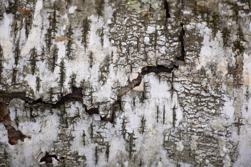 Torn Grunge Birch Bark Texture Stock Photo - Image of torn ...
