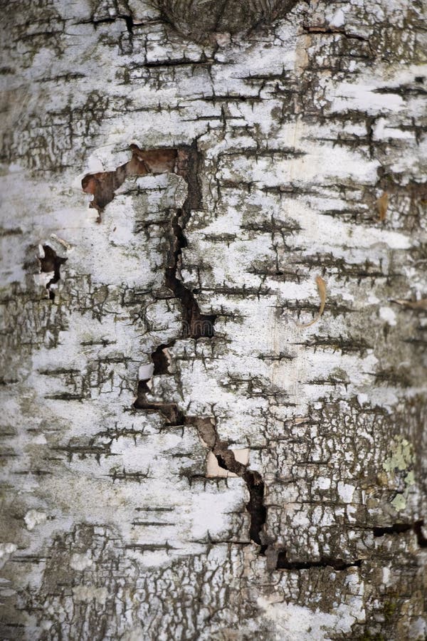 Torn Grunge Birch Bark Texture Stock Photo - Image of decay, broken ...