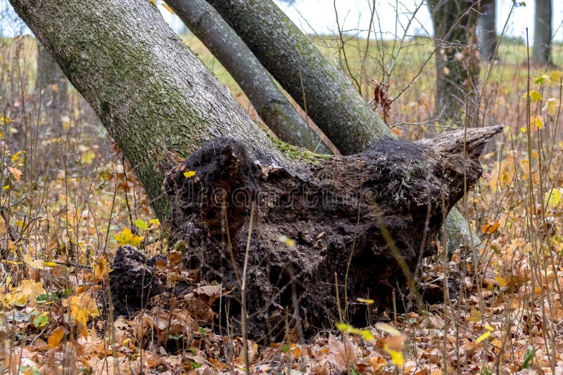 Torn from the Roots Tree after the Storm, the Effects of the Elements ...