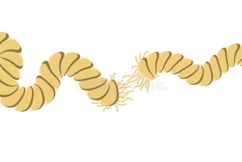 Torn Rope Elements. Vector Illustration Stock. Stock Vector ... Torn Rope Elements. Vector Illustration Stock. Stock Vector ...