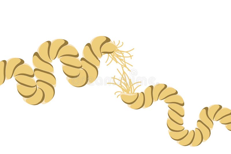 Torn Rope Elements. Vector Illustration Stock. Stock Vector ... Torn Rope Elements. Vector Illustration Stock. Stock Vector ...