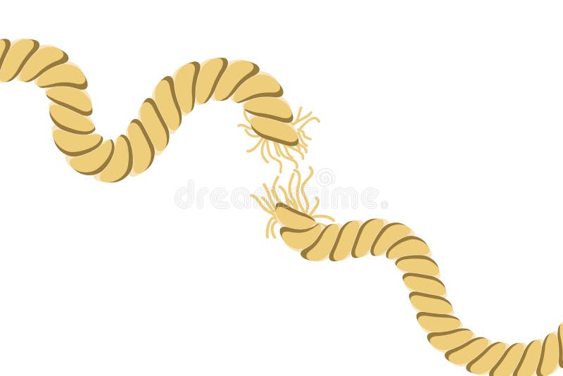 Torn Rope Elements. Vector Illustration Stock. Stock Vector ...