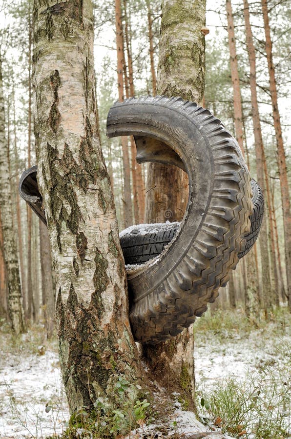 A Torn Tire Hanging from a Tree Stock Image - Image of accident, tree ...