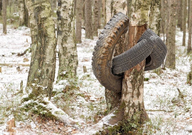 A Torn Tire Hanging from a Tree Stock Image - Image of birch, junk ...