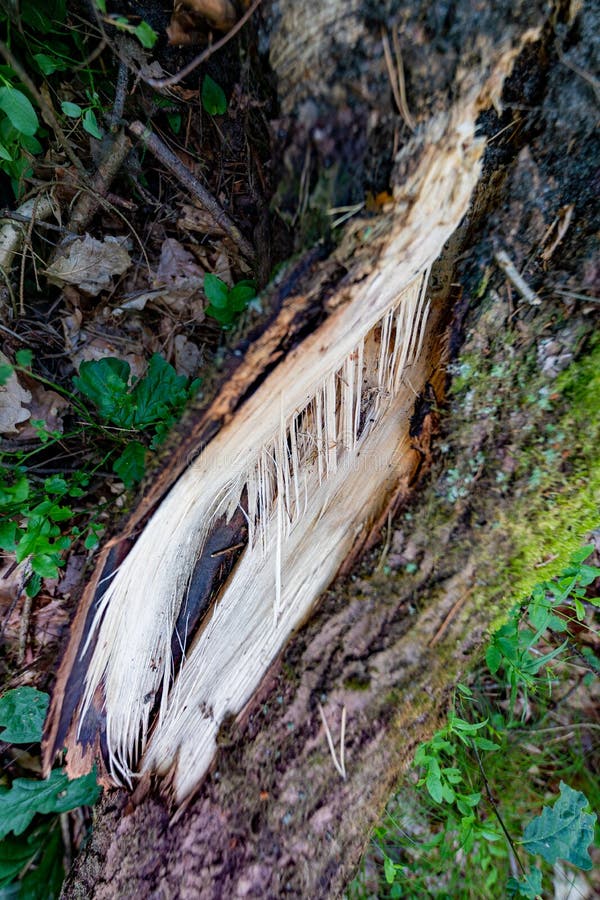 Torn Tree Trunk. Wood Broken in Deciduous Forest Stock Photo - Image of ...