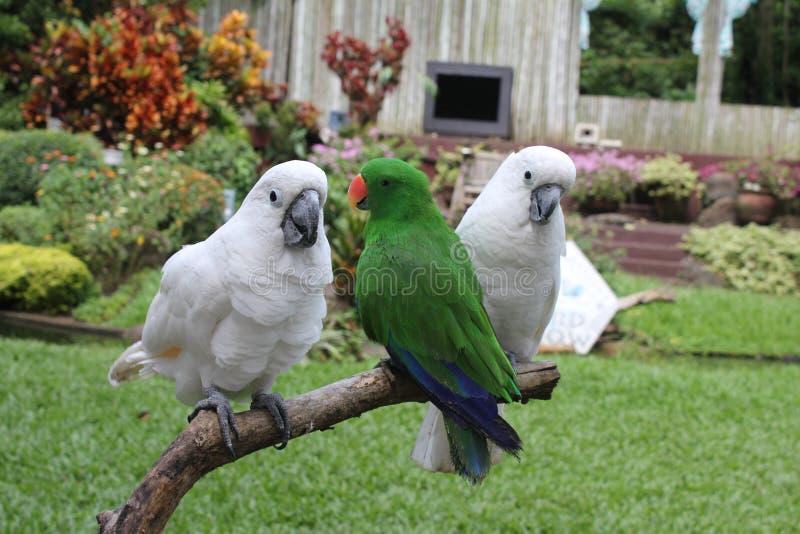 Parakeet story stock image. Image of bird, trio, green - 96468119