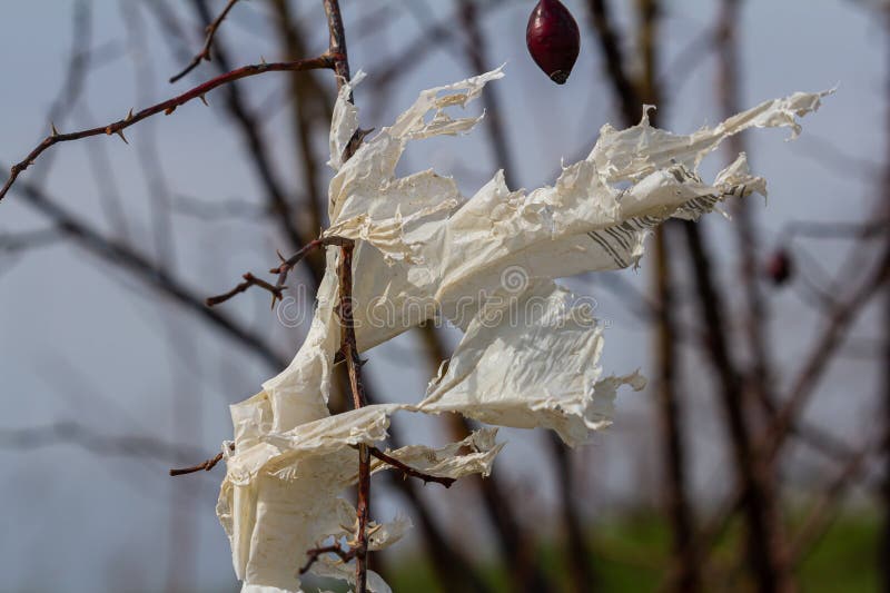 Torn White Fabric Flutters in the Breeze, Caught on Bare Branches in a ...