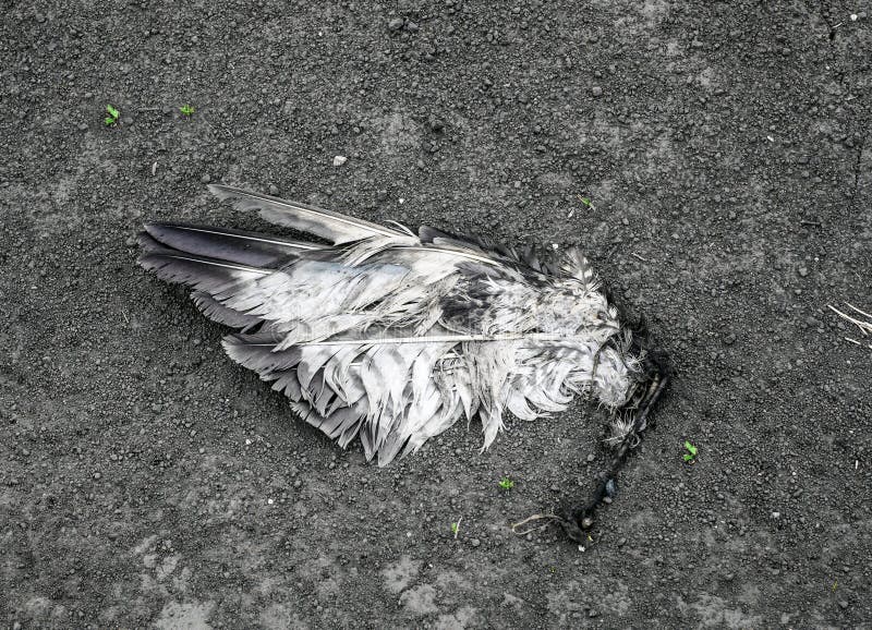 Torn Wing of a Bird Lying on Ground in the Dust Stock Image - Image of ...