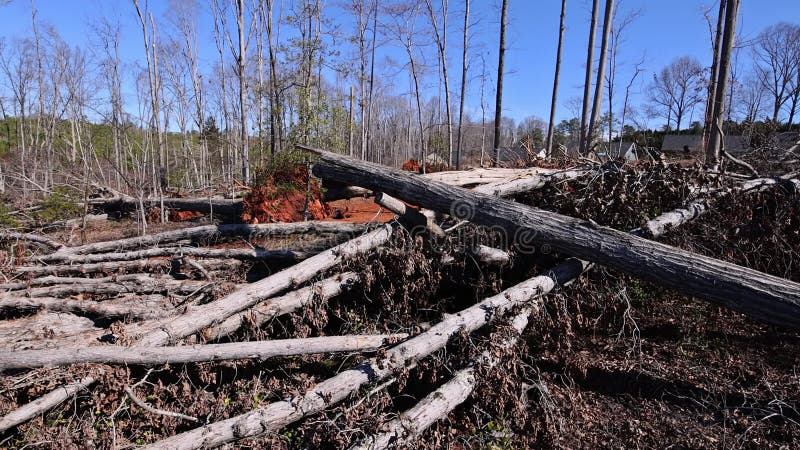 Forest Area Devastated by Logging Activity Shows Fallen Trees and ...