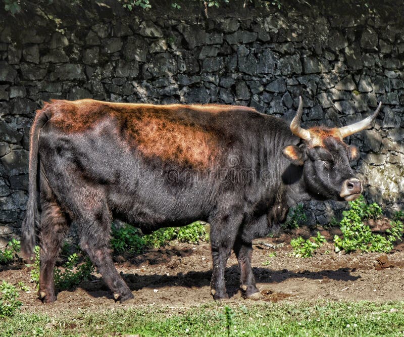 Toro fotografia stock. Immagine di pericolo, toro, grande - 100511330
