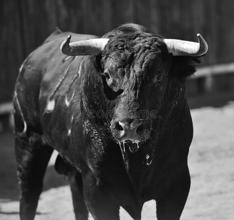 Toro immagine stock. Immagine di corni, spruzzo, tradizione - 101057843